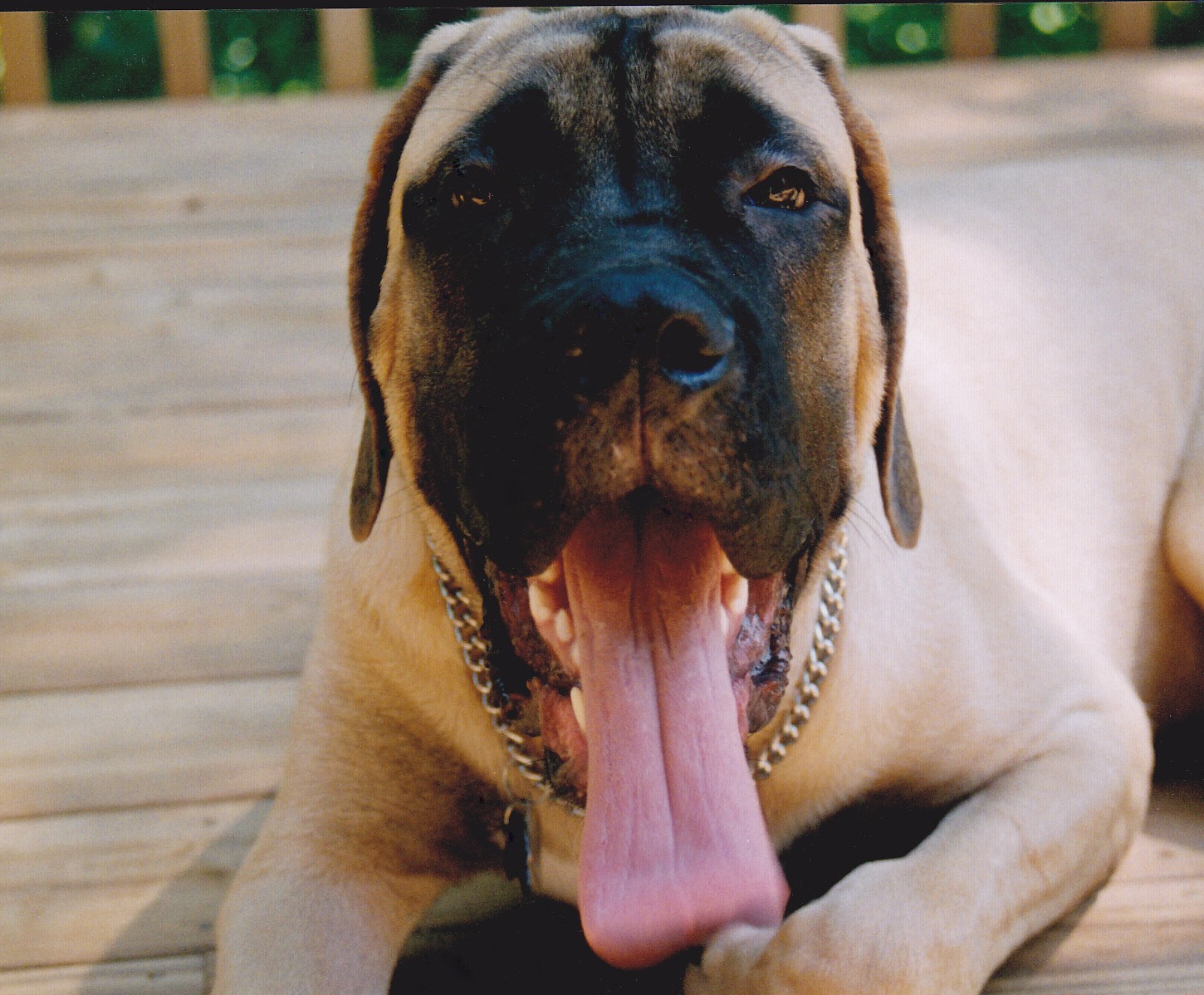 What about my pup? – Pet Care Services